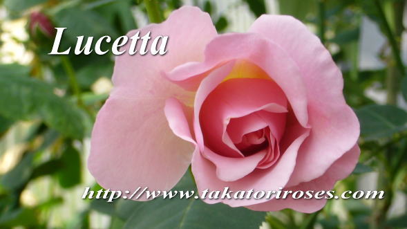 English rose .htmlバラ苗 日本ばら園 減農薬バラ苗販売、バラ苗専門店、年中発送日本ばら園。自家生産こだわりバラ苗通販、バラ苗 ...